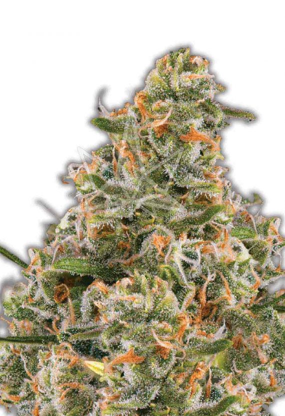Bubblegum Autoflower Seeds | Sunwest - Vancoast Seeds Canada