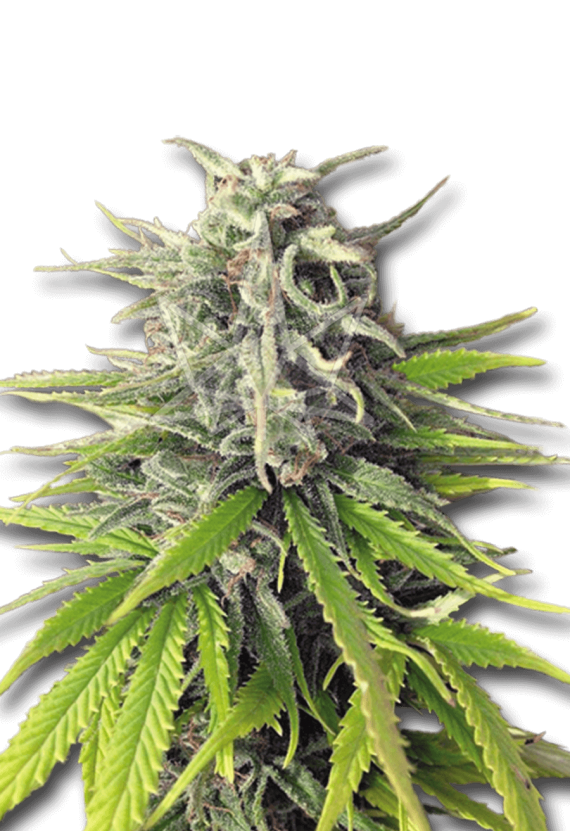 Durban Poison Feminized Seeds - Vancoast Seeds Canada - Wholesale ...