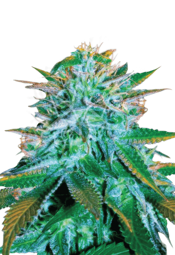 White Widow Autoflower Seeds - Sonoma Seeds